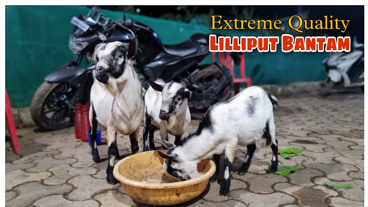 Unique Quality Lilliput Bantam Goat at STAR GOATS FARM Asif STD - YouTube