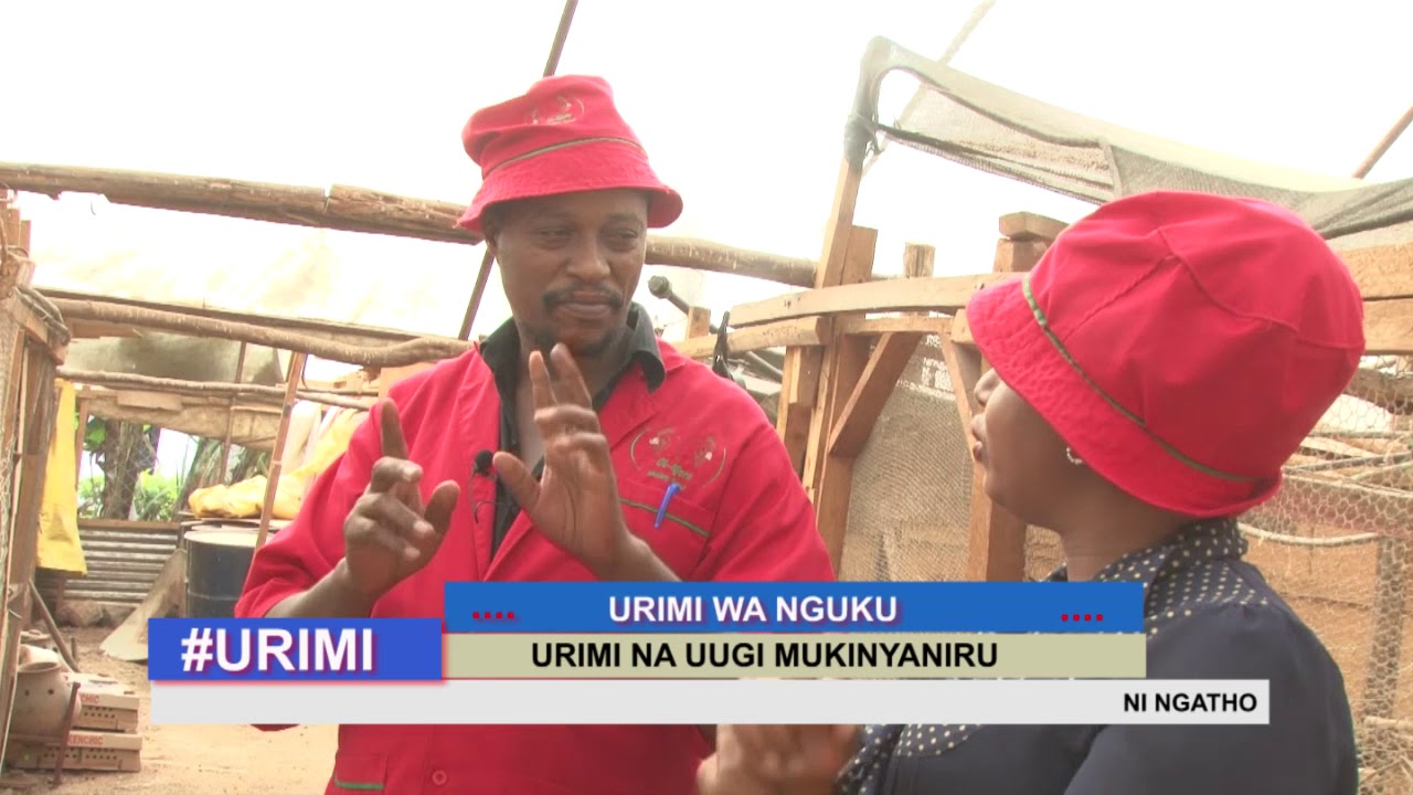URIMI WA NGUKU OL-NJORO POULTRY FARM THIKA GIKUYU TV NA SERAH KIMANI ...