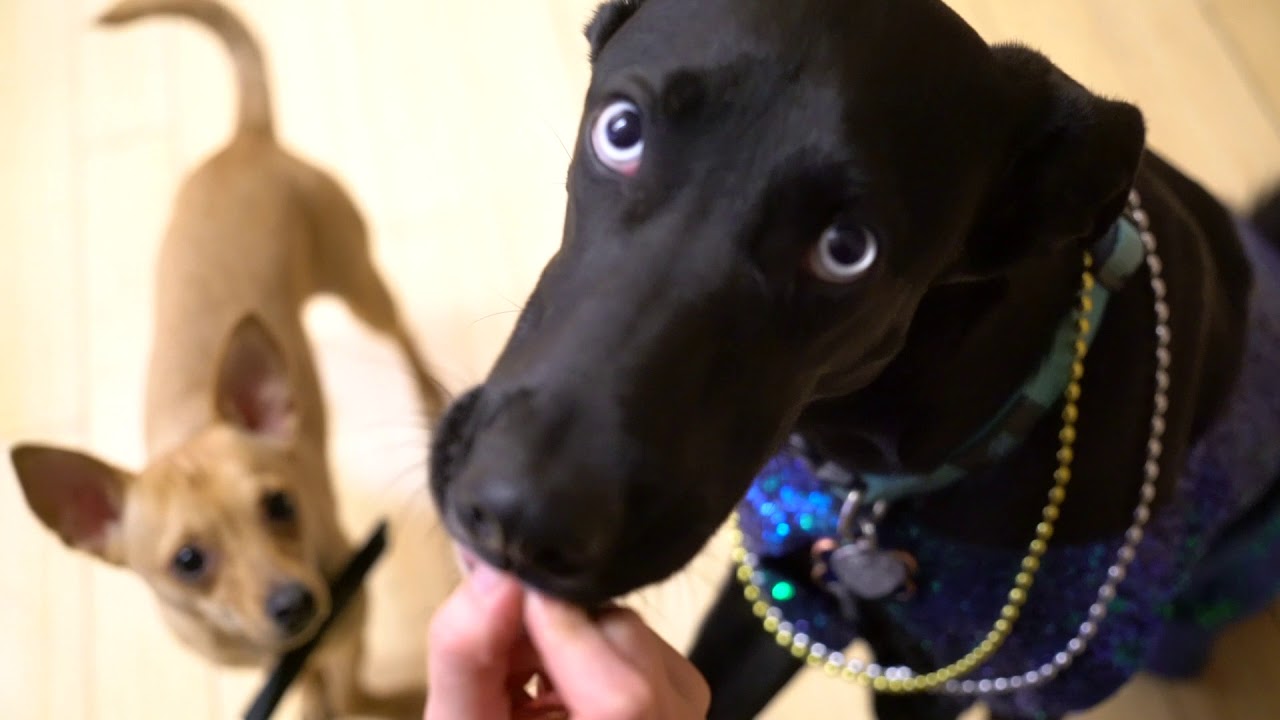 We had a Dog Prom, it was amazing. - YouTube