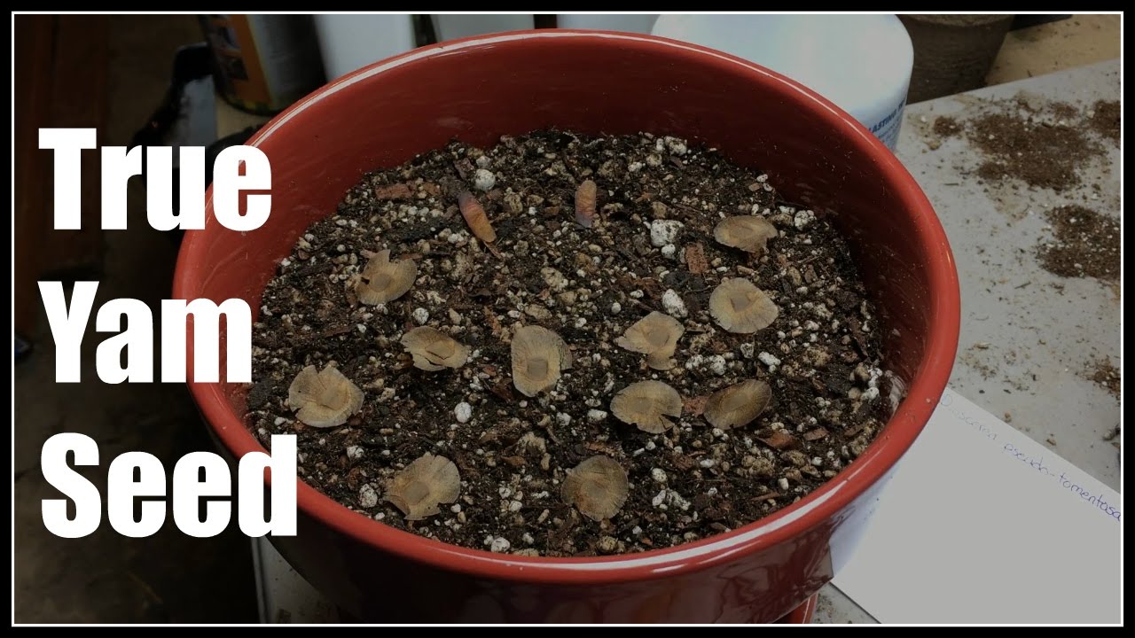 Planting True Yam Seed - Ninja Gardening - Episode 88 - YouTube