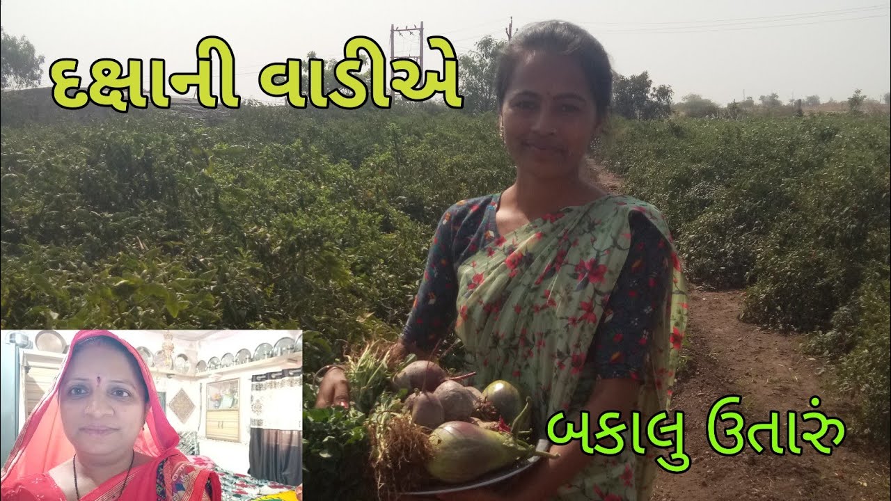 દક્ષાની વાડીઅે /બકાલુ ઉતારું//daxani vadiye /bakalu utaru - YouTube