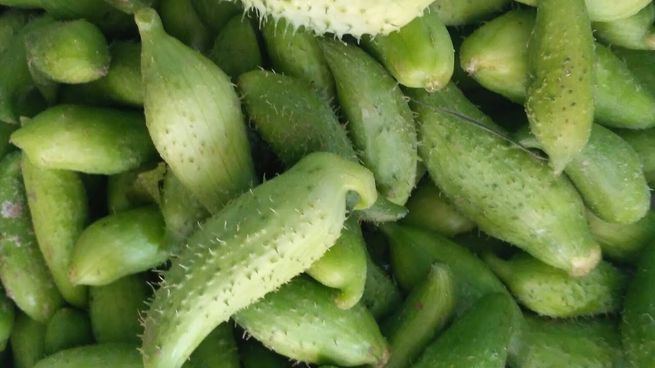 Pahadi Karela - Green Salad - Pahadi Kerala Salad Recipe - YouTube