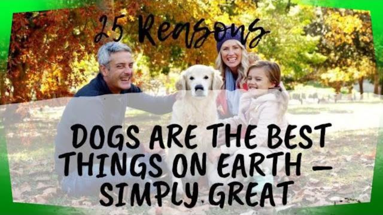 WHY GET A DOG? | 25 Reasons Dogs Are The Best Things On Earth - YouTube
