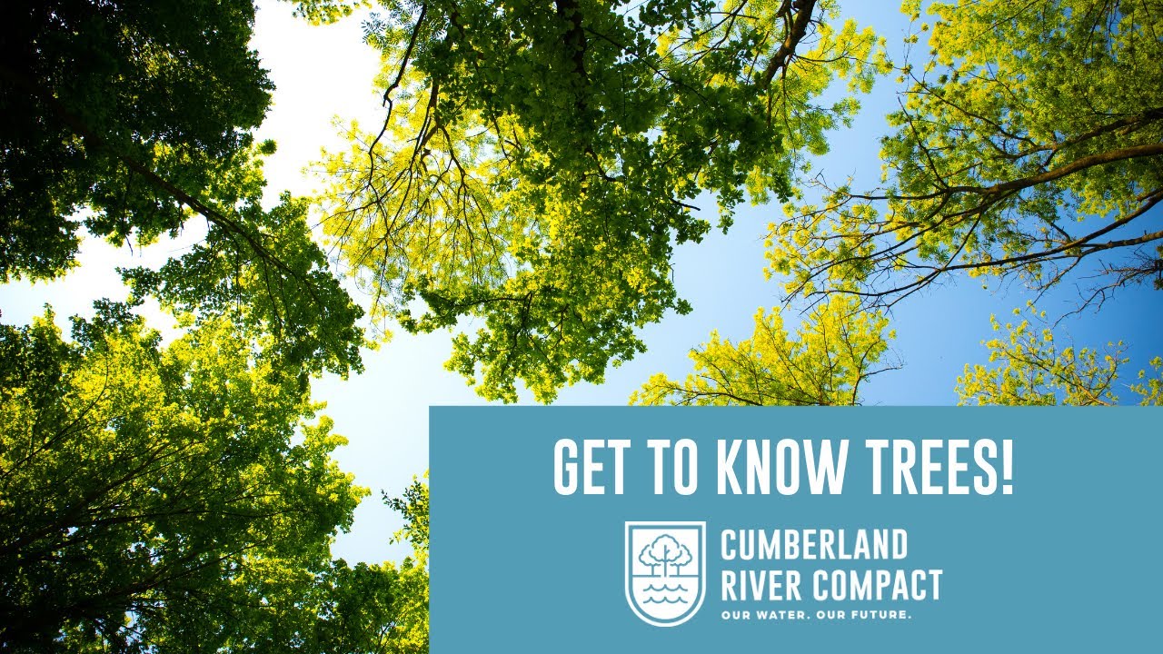 Get to Know Trees! - YouTube