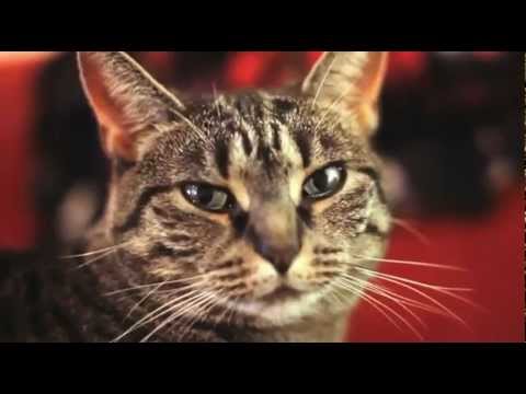 Gato cantando Metal - YouTube