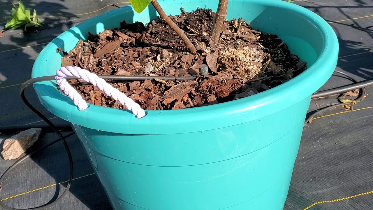 Part 3 - The Perfect Fig Pot - YouTube