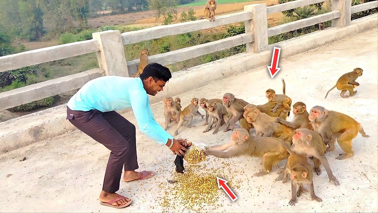 आज बंदरों को खिलाये चने | Feeding Animal | Monkey Video | Feeding Vlogs ...