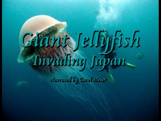 Japanese Giant Jellyfish Problem