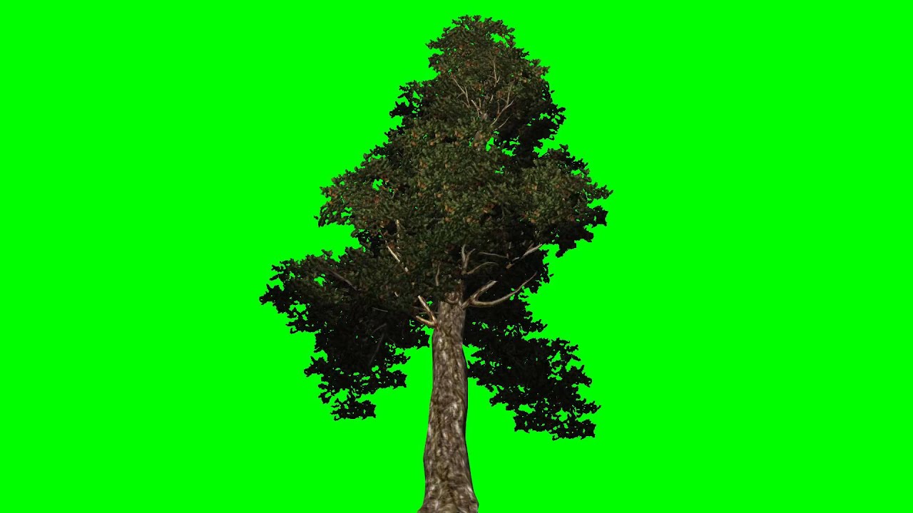 douglas fir tree in the wind in different perspectives - green screen ...