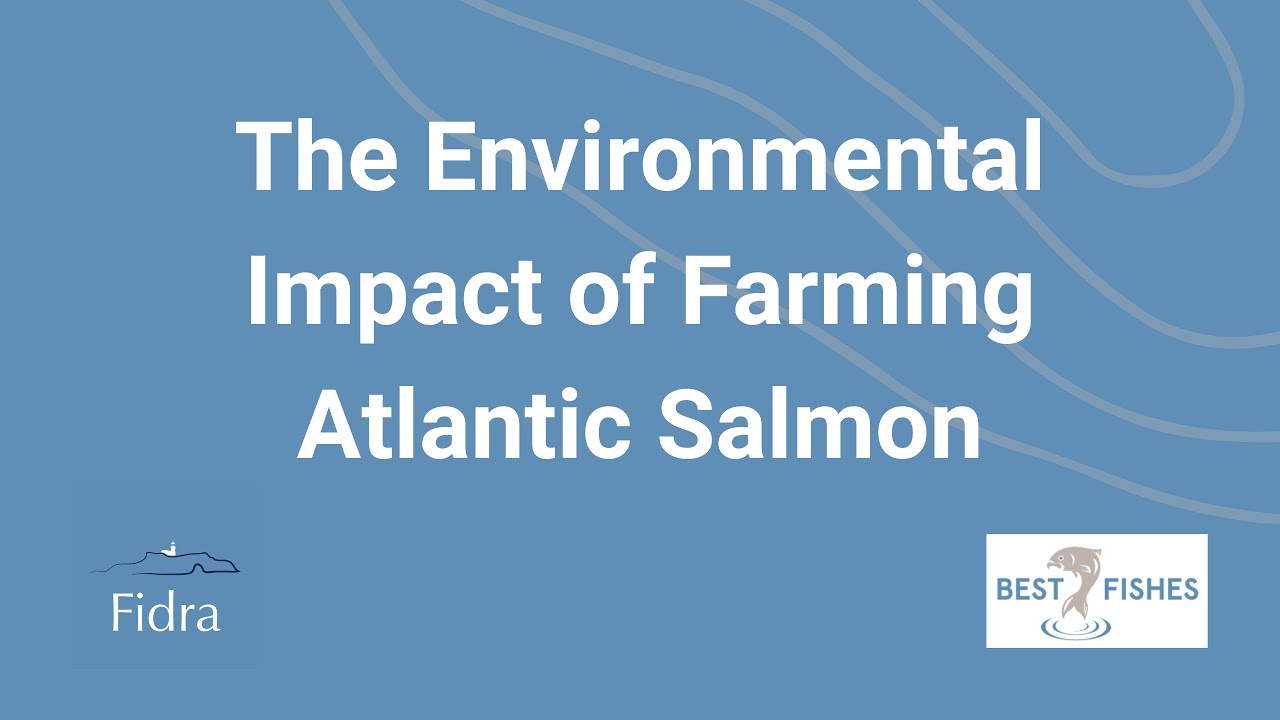 Is Salmon Farming Costing the Earth? - The Environmental Impact of ...