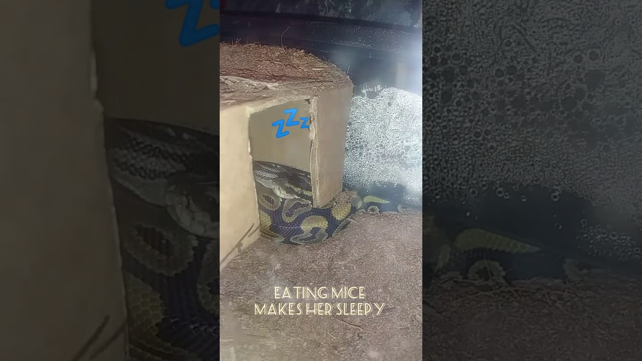 Ball Python sleeping after feeding - YouTube