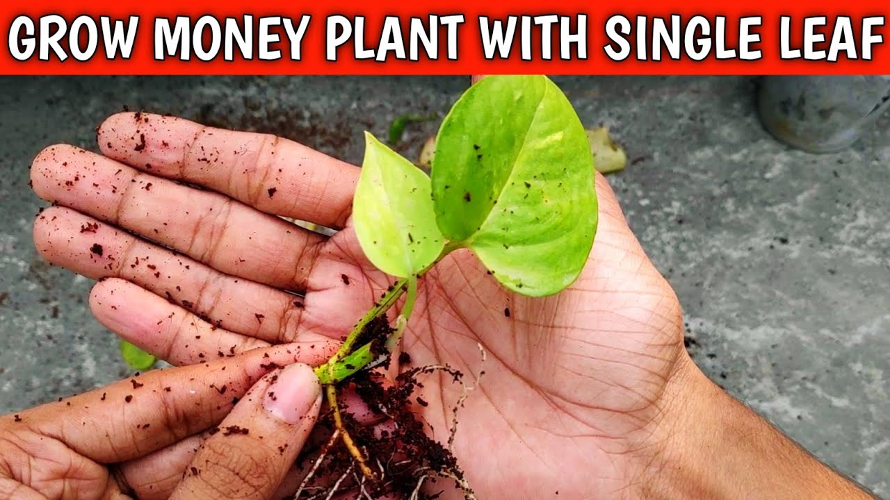 Single Leaf Money Plant Propagation (In Hindi) - YouTube