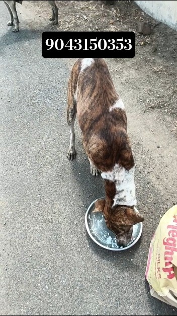 #Stray feeder#help voiceless - YouTube