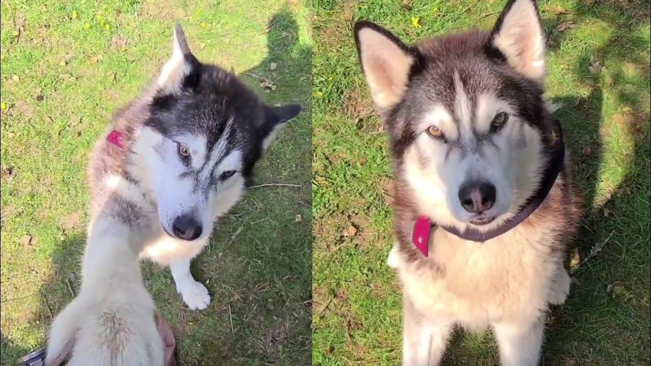 Husky tries to Pinch my Watch! I never expected that! - YouTube