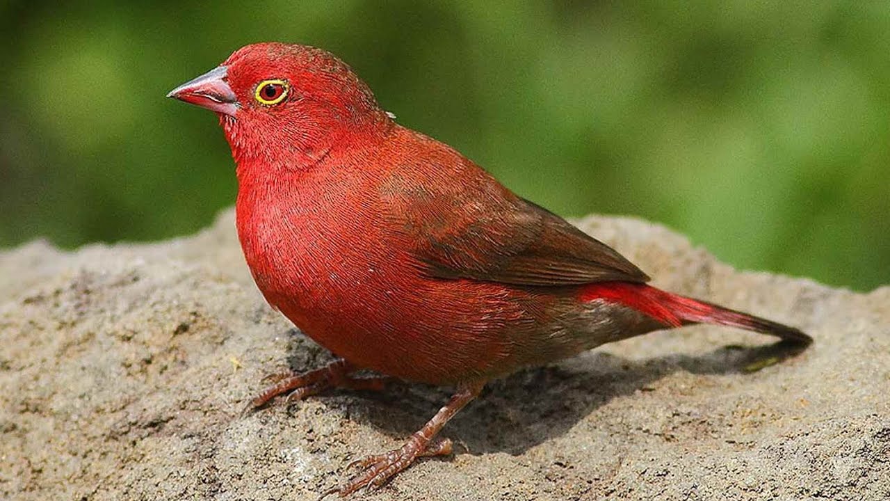 feeding wildlife 🐦lover's red brids - YouTube