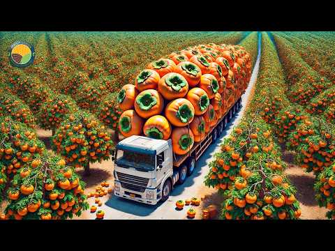 How Japanese Farmers Harvest Persimmon - Dry persimmon traditional making | Farming Documentary