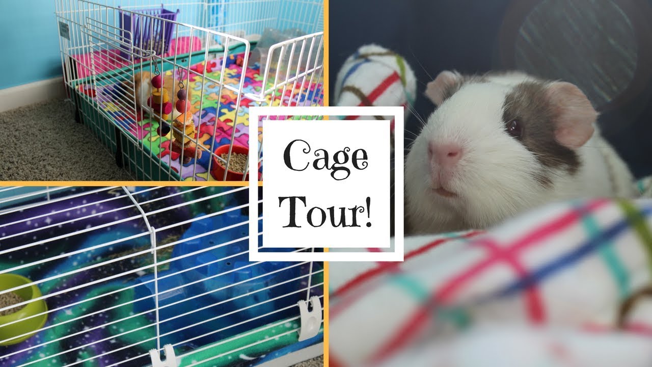 GUINEA PIG CAGE TOUR - YouTube