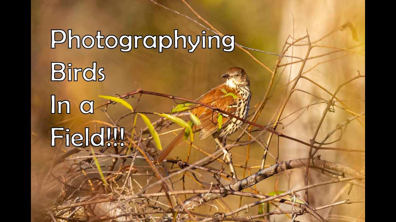 photographing birds in a field!!!! - YouTube
