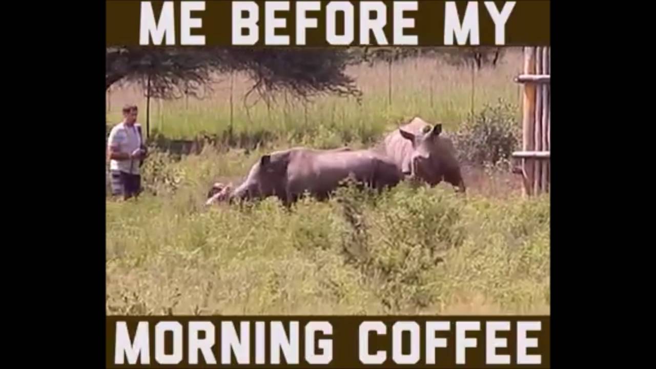 Me Before My Morning Coffee - YouTube