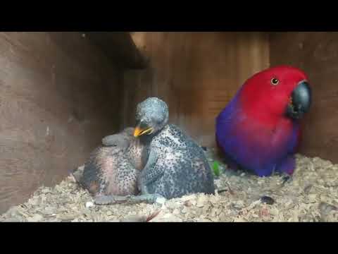 Eclectus parrot lay eggs inside the nest, hatch and grow up. - YouTube