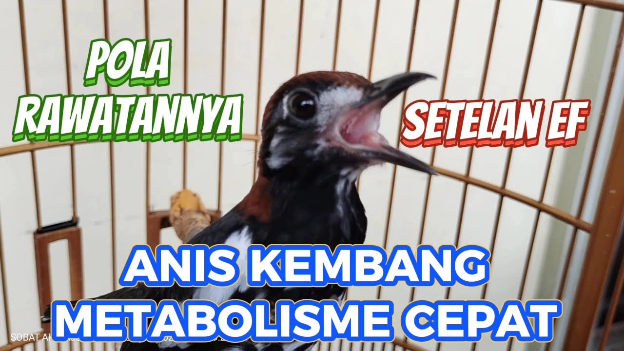 Anis Kembang Metabolisme Cepat. Pola Rawatan dan Setelan EFnya - YouTube