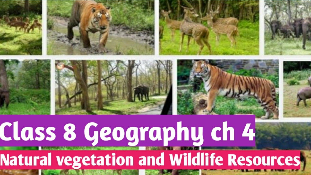 Class 8 Geography chapter 4|| Natural Vegetation and Wildlife Resources ...