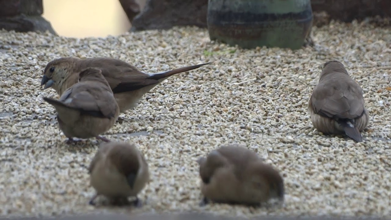 BIRDS IN OUR '' HOME SWEET HOME ''...... - YouTube