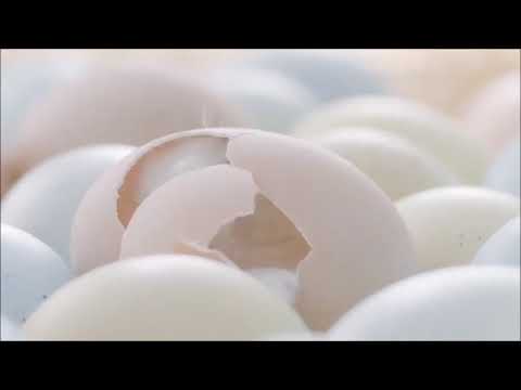 Best Cute Pussy in the world you have ever seen