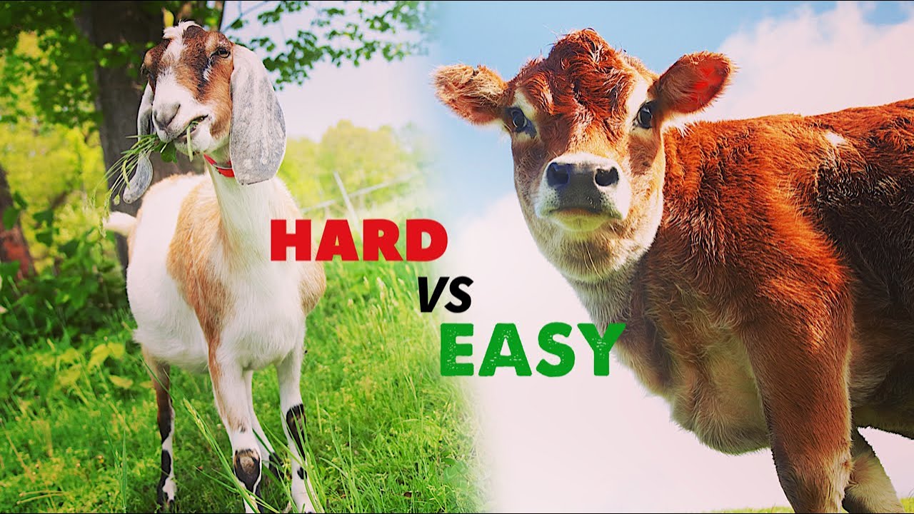 BEST AND WORST Livestock for Beginners - YouTube best-and-worst-livestock-for-beginners-youtube