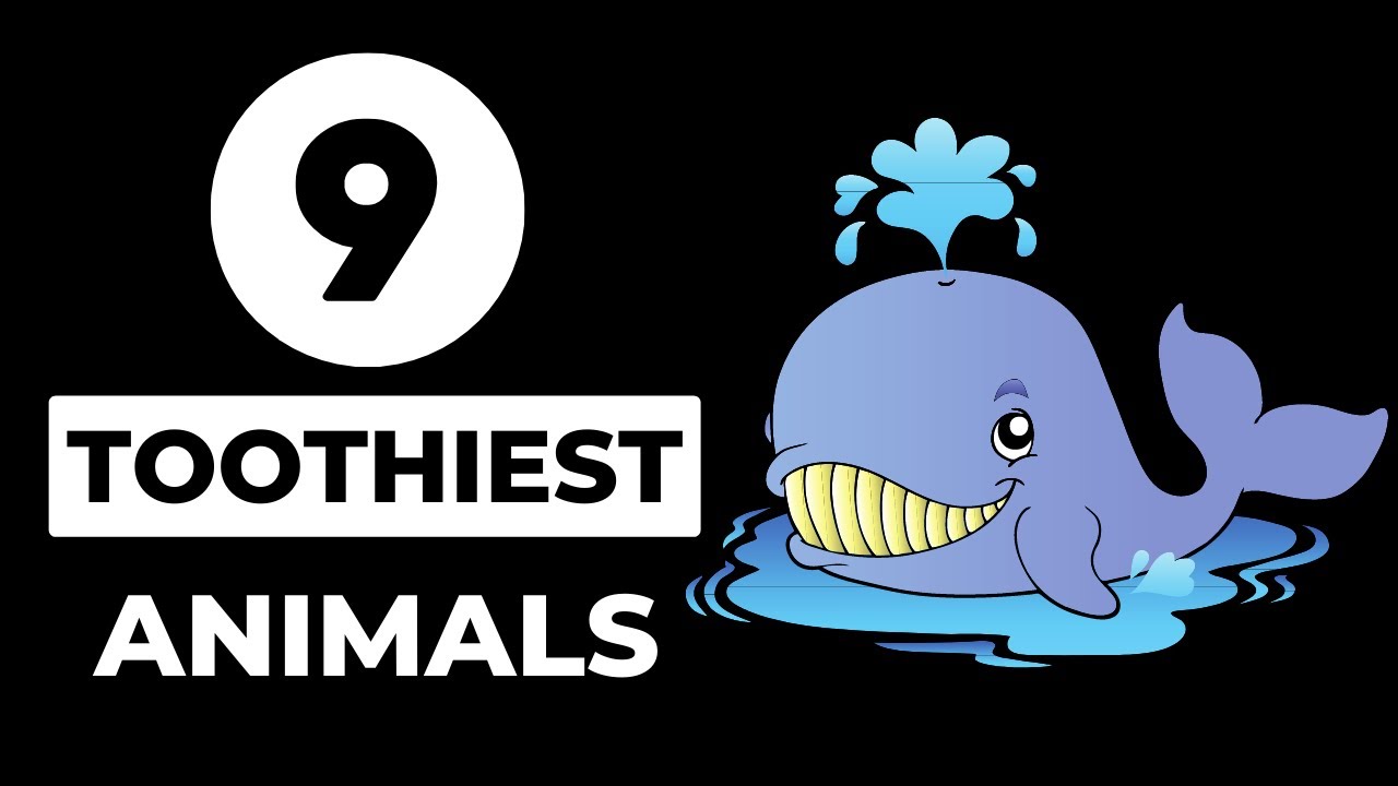 9 Toothiest Animals On The Planet - YouTube