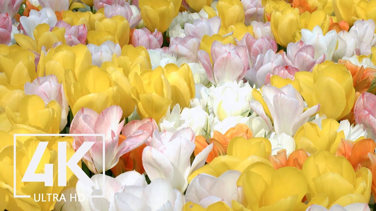 Kuekenhof Tulips 4K HDR Film - Relaxing Spring Flowers - Trip to the ...