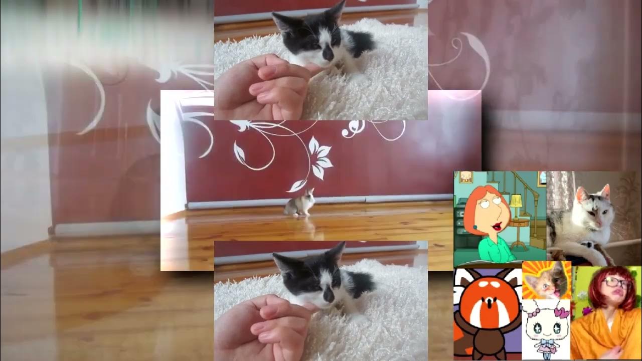 YTPMV Кролик БАФФИ и КОТ МАЛЫШ СПИННЕР кролика БАФФИ СУПЕР КОТ в гостях ...
