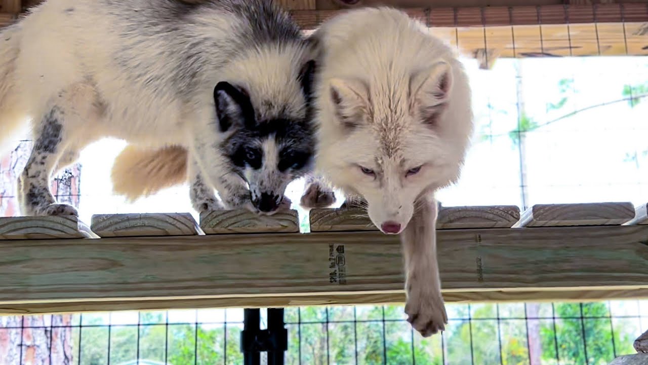 Roo is afraid of heights! - YouTube