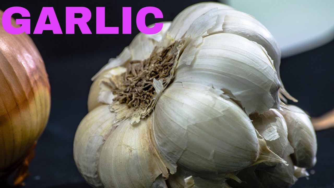 Pharmacognosy Garlic Miscellaneous crude drug Garlic Medicinal drug ...