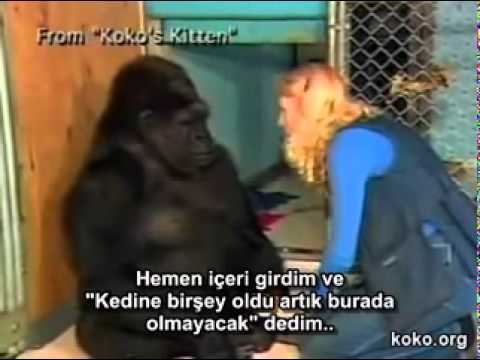 İşaret Dili Bilen Goril Koko Kedisi Çarpılınca Böyle Üzülüyor