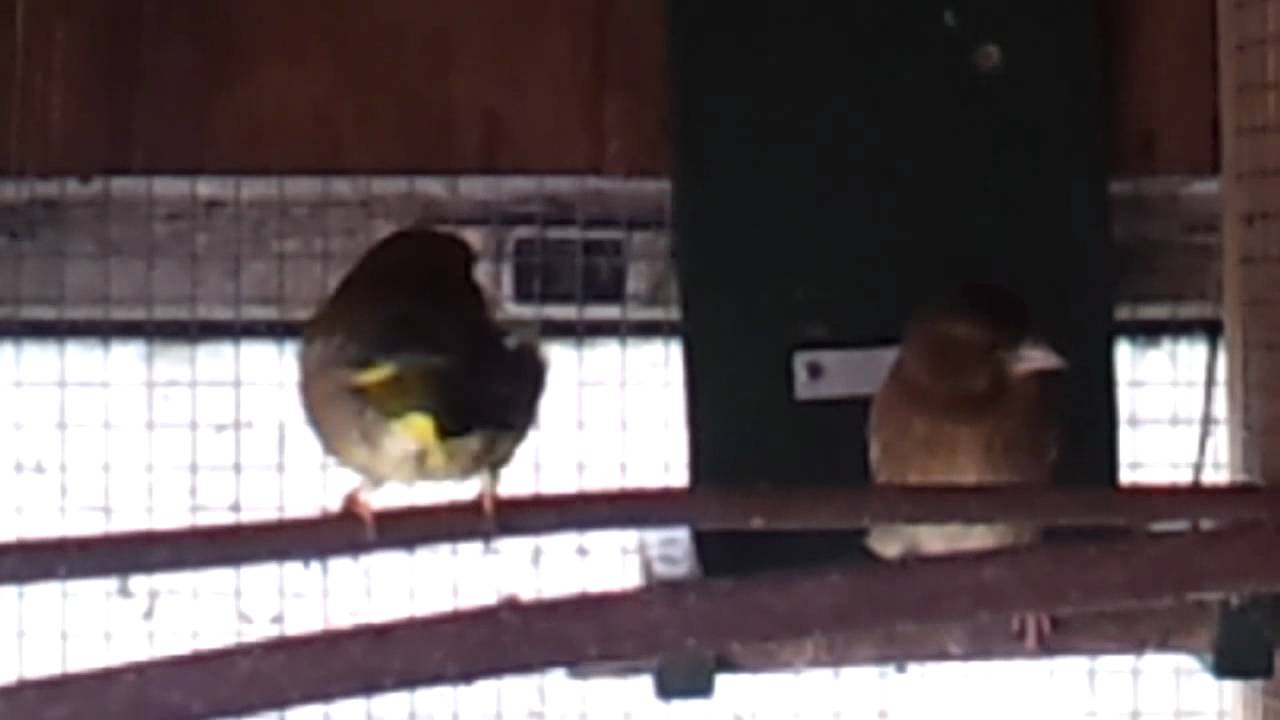 Greenfinch nest and young - YouTube