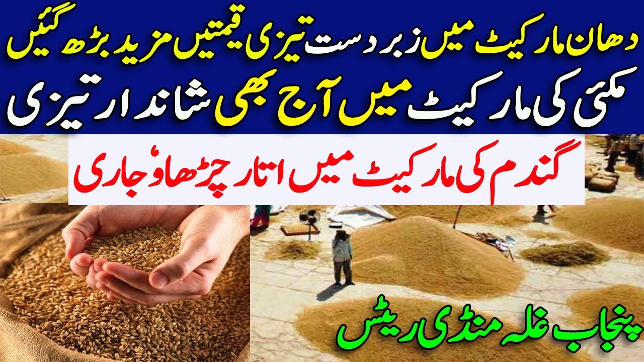 Today Dhan Rates 2023 | Wheat Rates | Makki Rate | Grain market updates ...