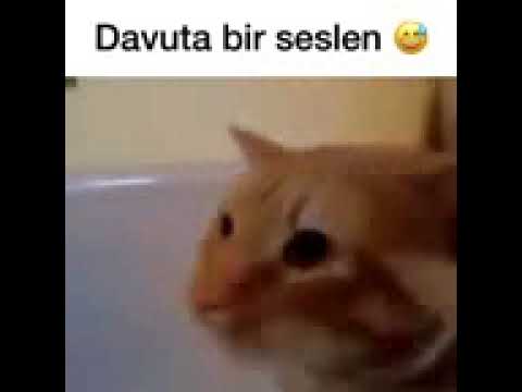 Davuta bir seslen