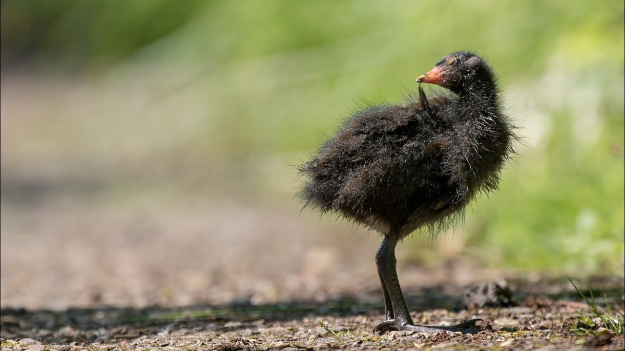 Wildlife photography at an RSPB reserve - YouTube