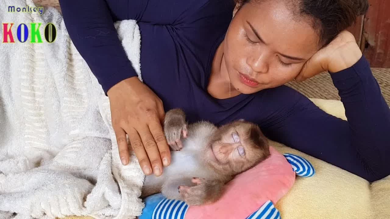 Cute Angel Monkey Koko Warmly Napping With Mommy - YouTube