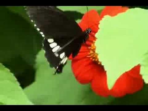 Poisonous butterfly - YouTube
