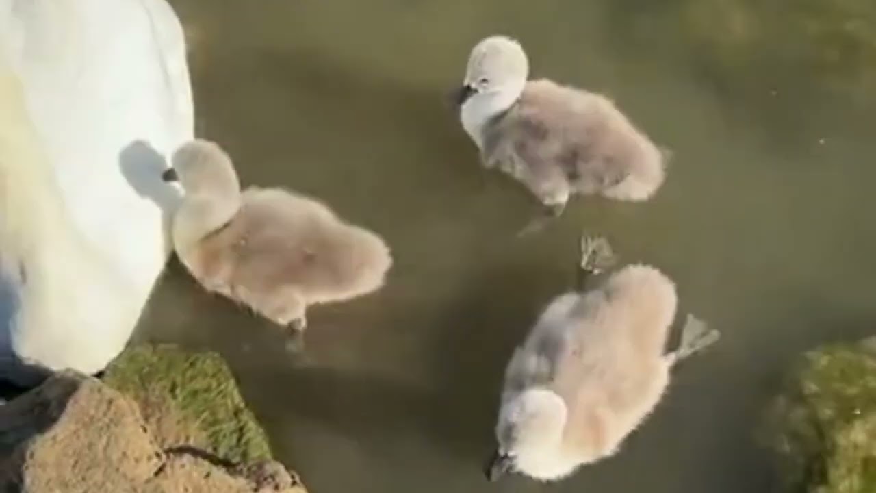 Mom duck attacking camera while taking videos of baby ducks || Mom duck ...