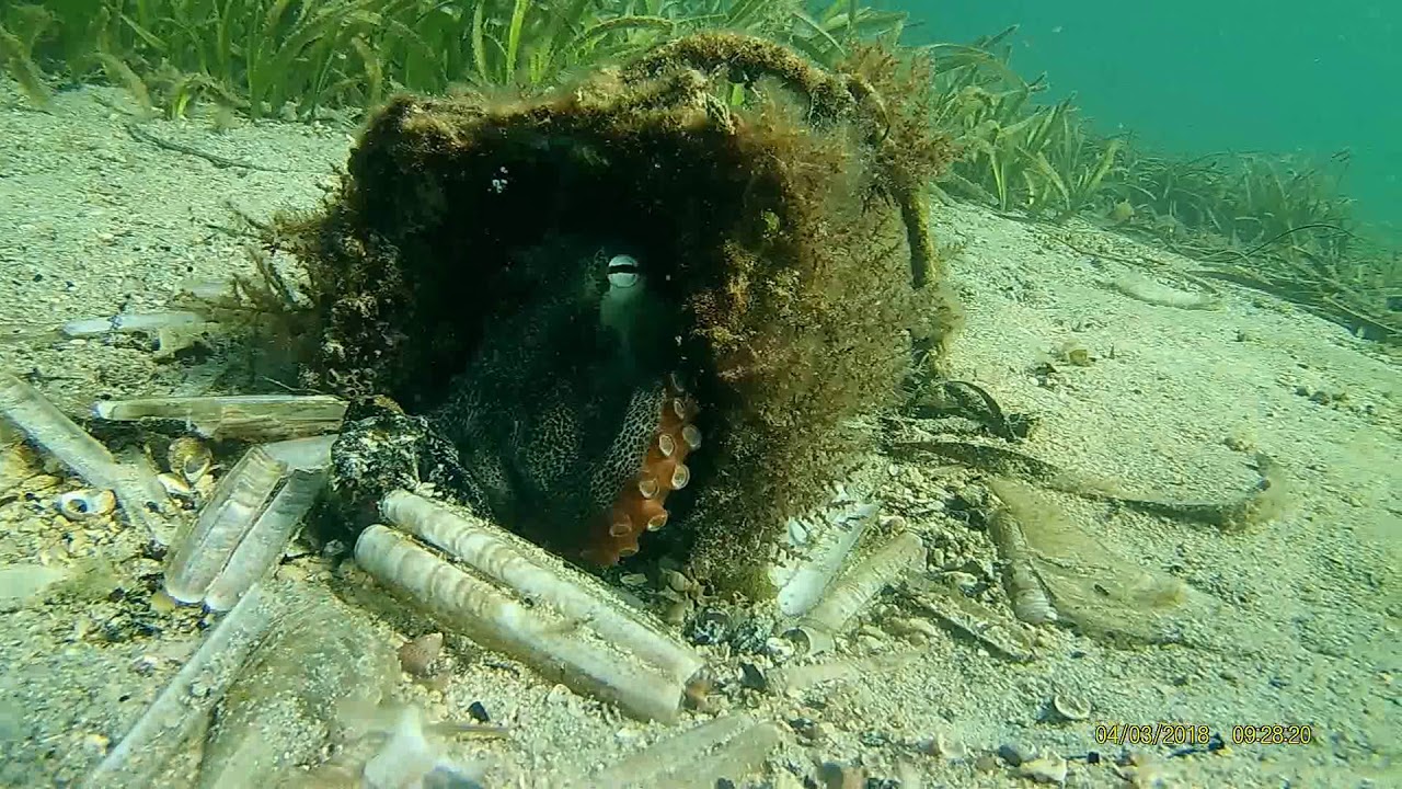 Octopus at the Omeo Dive Wreck Trail Coogee Western Australia - YouTube