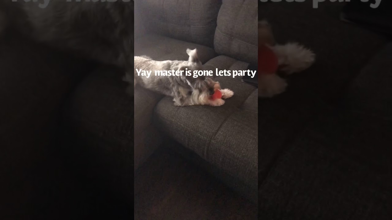 What Does Max Do When I m Not Around YouTube what-does-max-do-when-i-m-not-around-youtube