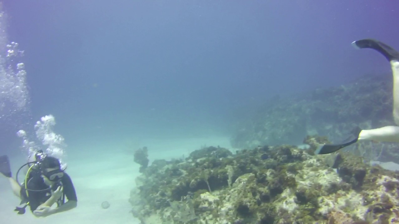Diving "El Ancla & The Monica Wreck ( Punta Cana ) - YouTube