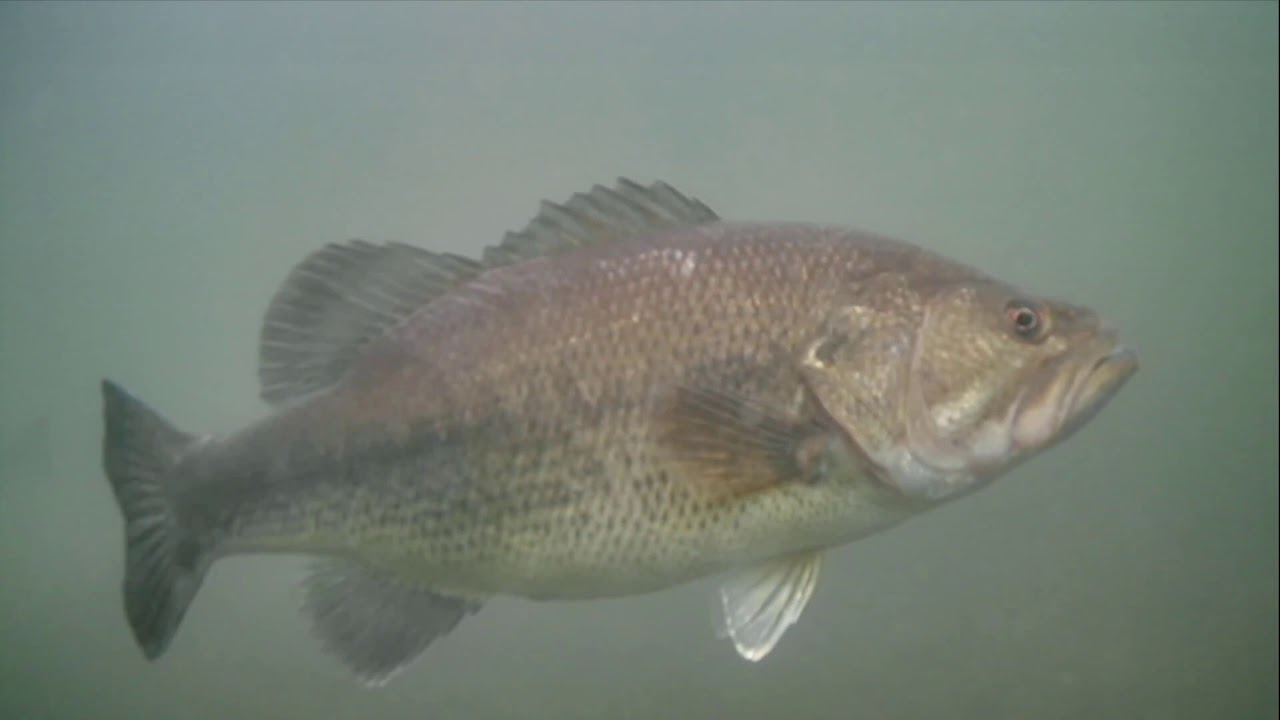 Pole Cam Searching for Bass, Panfish, Muskies and Underwater Secrets ...