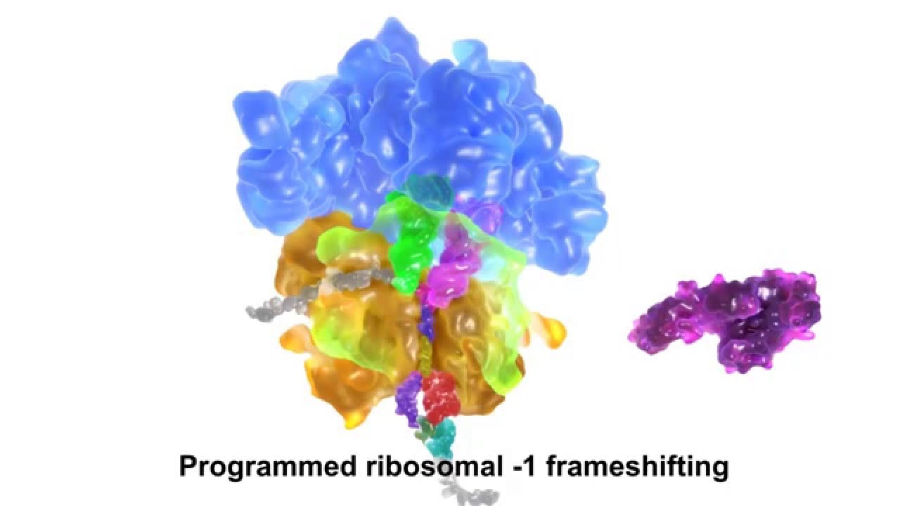Programmed ribosomal -1 frameshifting - YouTube