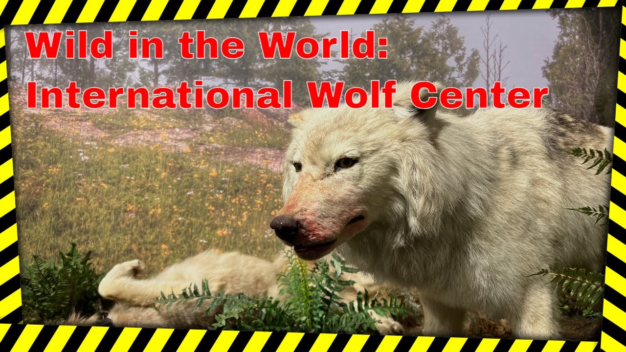 Wild in the World: International Wolf Center | Ely Minnesota - YouTube