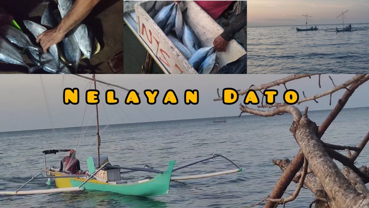 BELI IKAN CAKALANG DI NELAYAN DESA TUMBU - YouTube