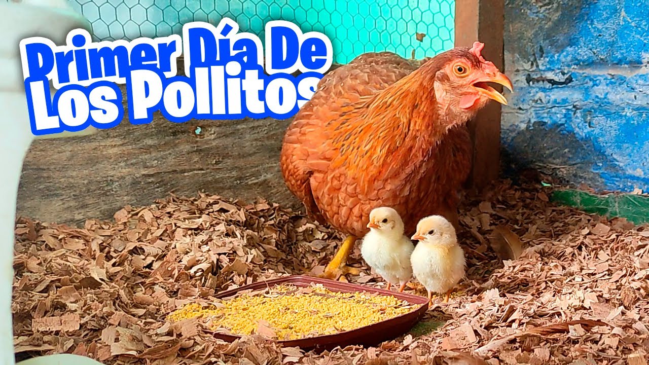 Primer Día de los Pollitos de Raza 🐥 Primeros Cuidados - YouTube